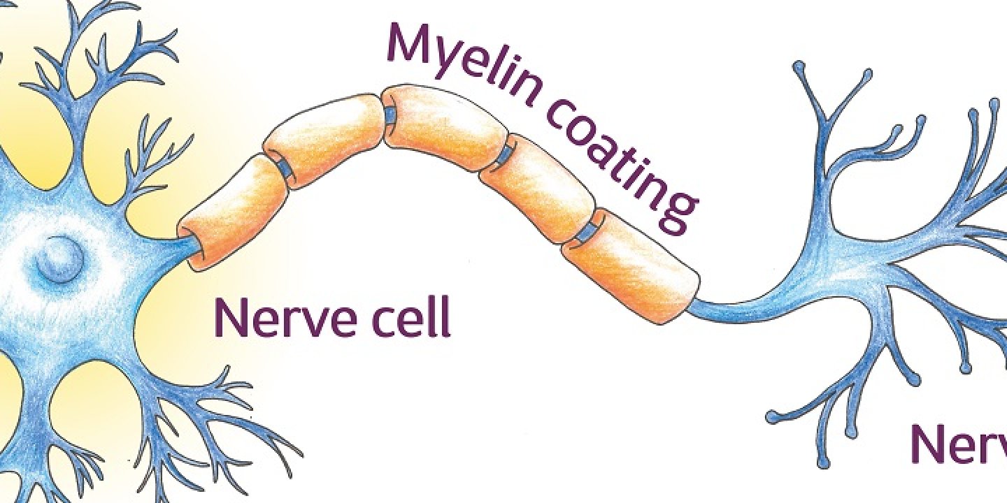 Myelin Repair - MS Treatments & Research | MS Society